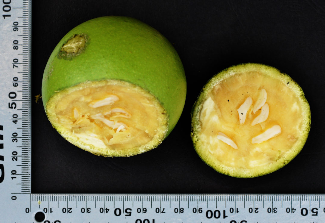 Strychnos madagascariensis | Tree SA