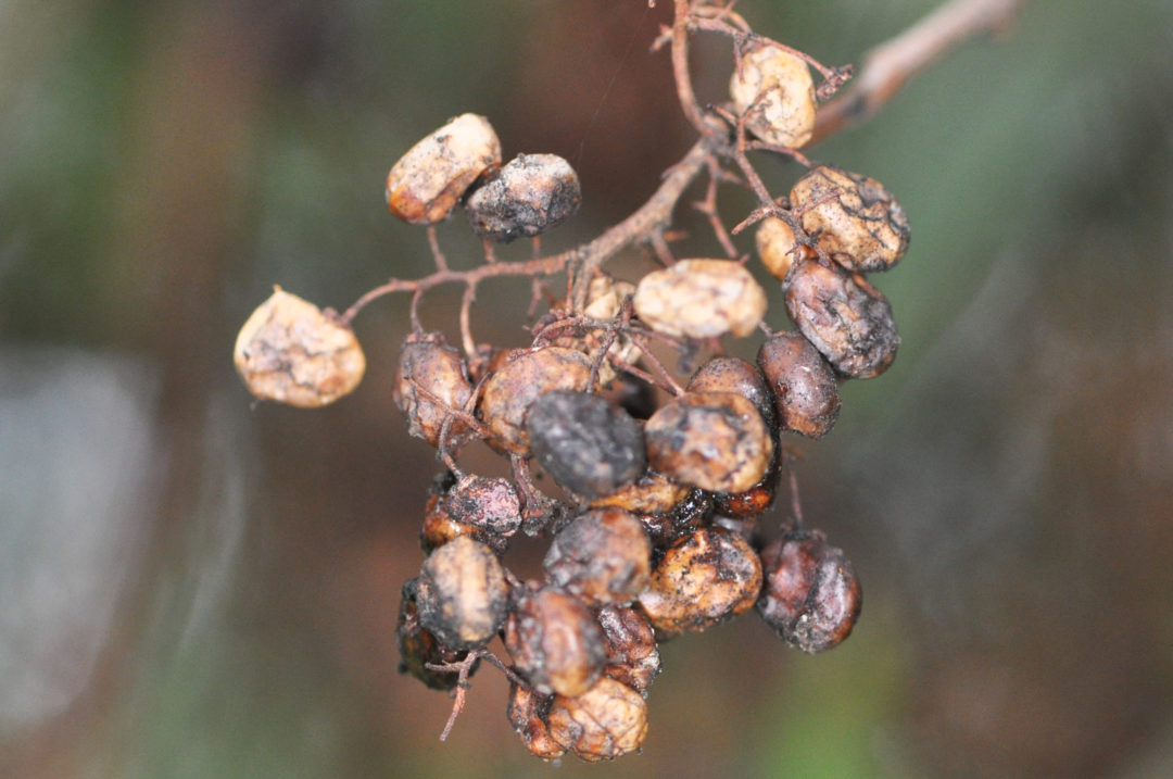 Searsia lancea | Tree SA