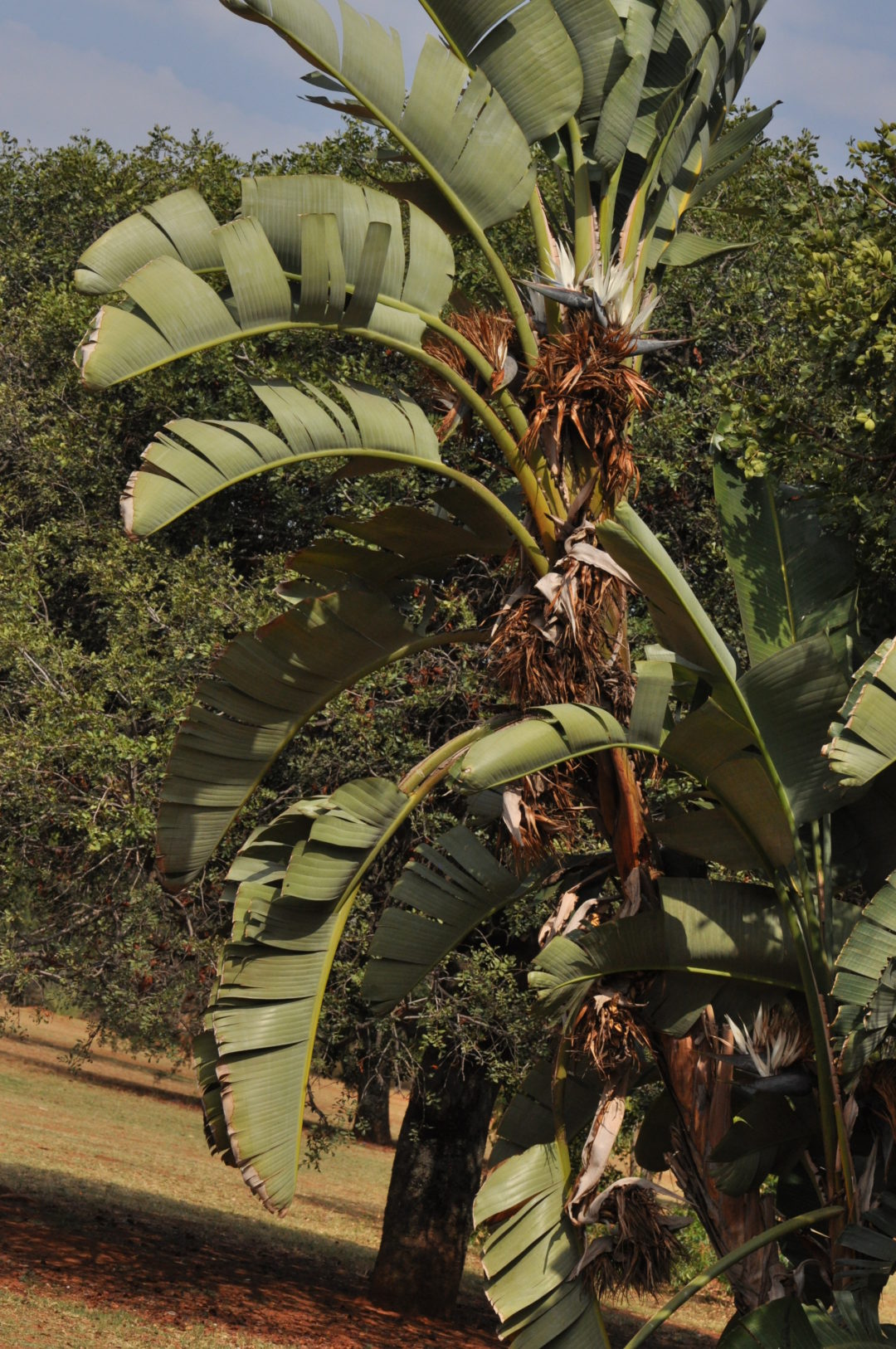 Strelitzia nicolai | Tree SA
