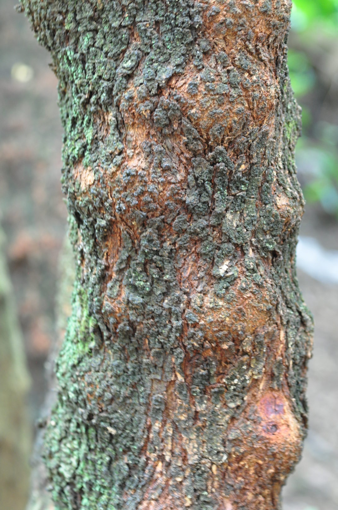 Searsia undulata | Tree SA