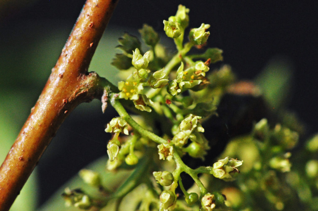Searsia pendulina | Tree SA