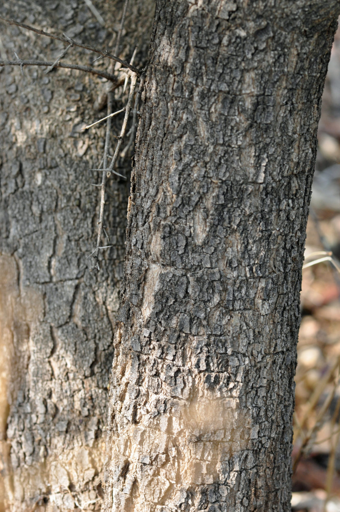 Strychnos madagascariensis | Tree SA
