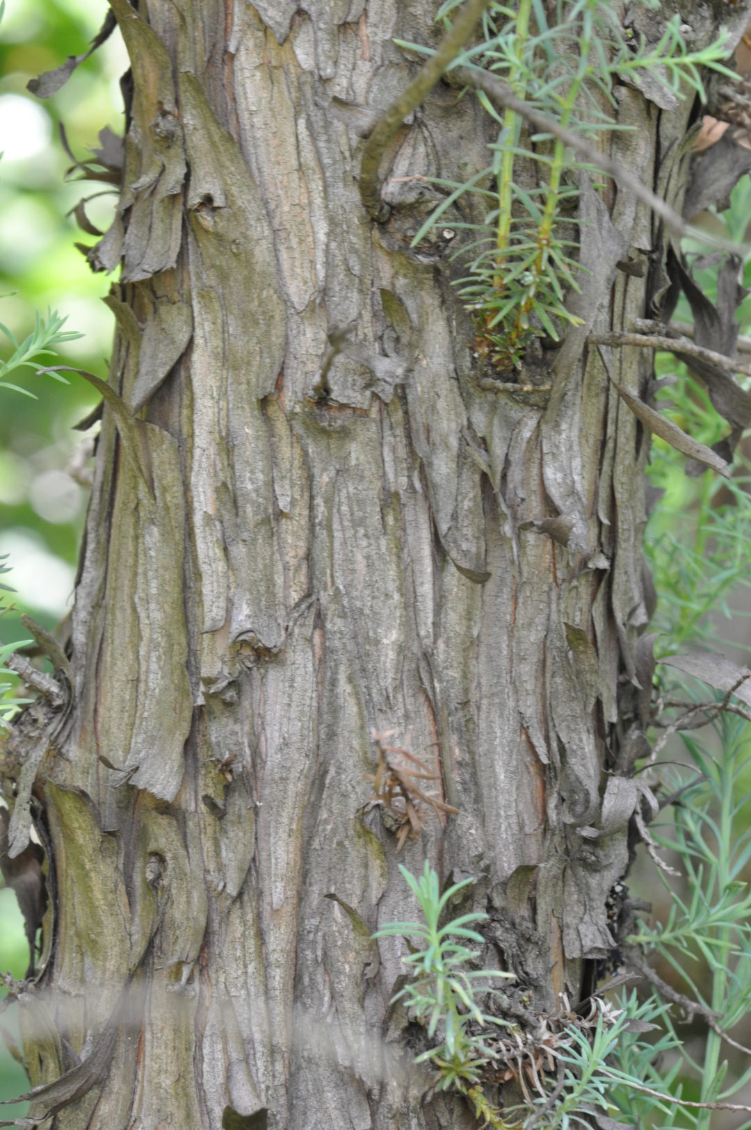Widdringtonia nodiflora | Tree SA
