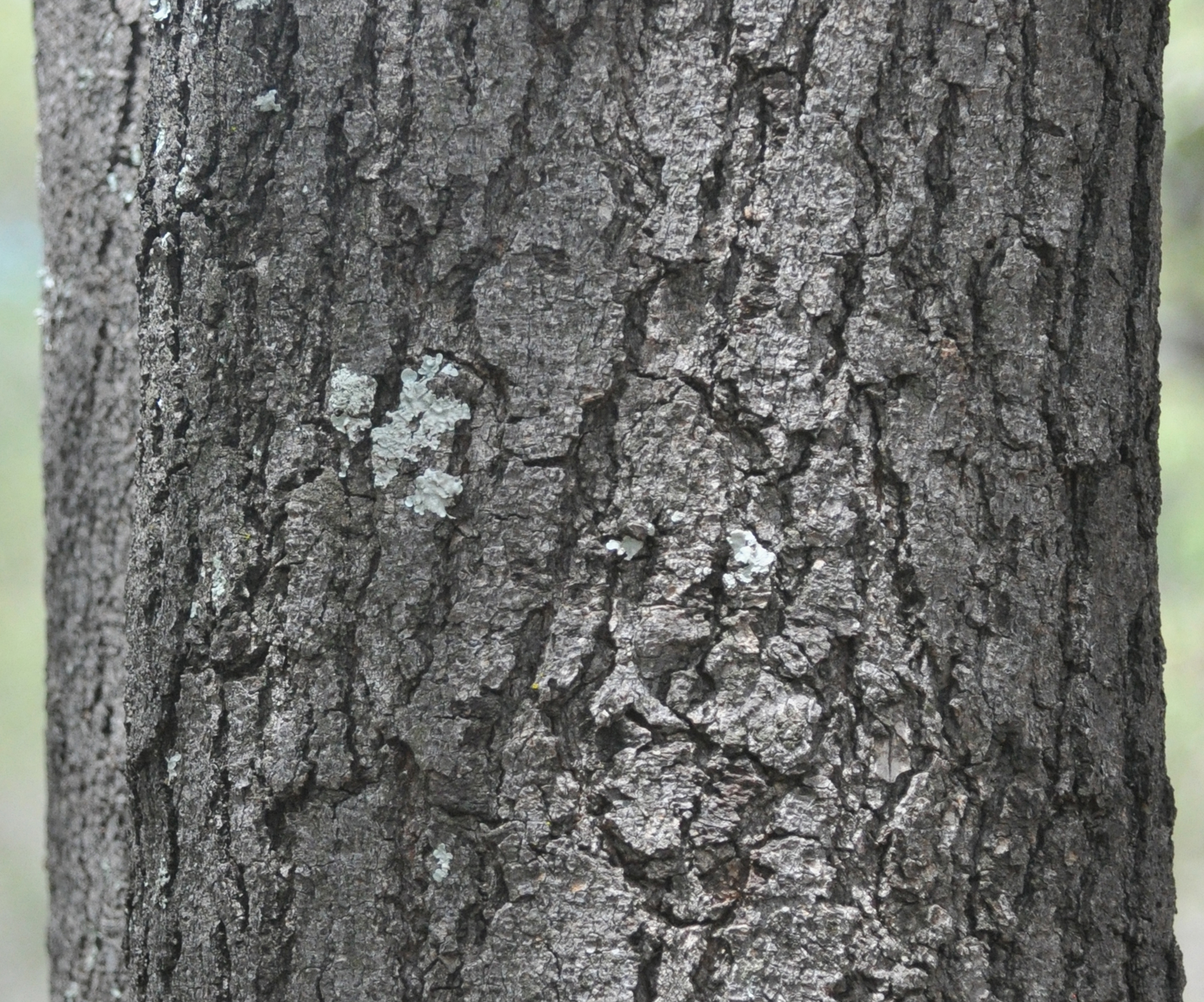 Marakele National Park | Tree SA