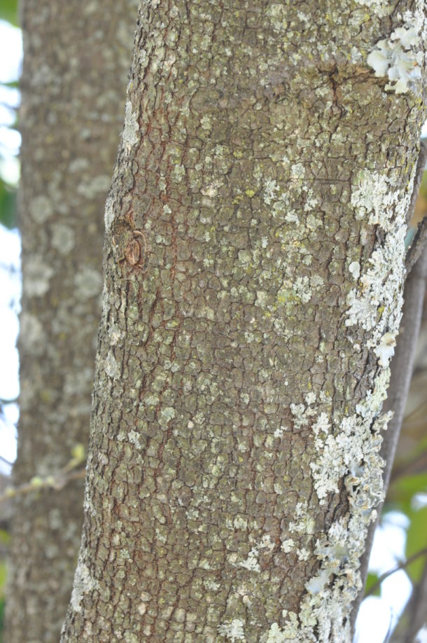 Rothmannia globosa | Tree SA