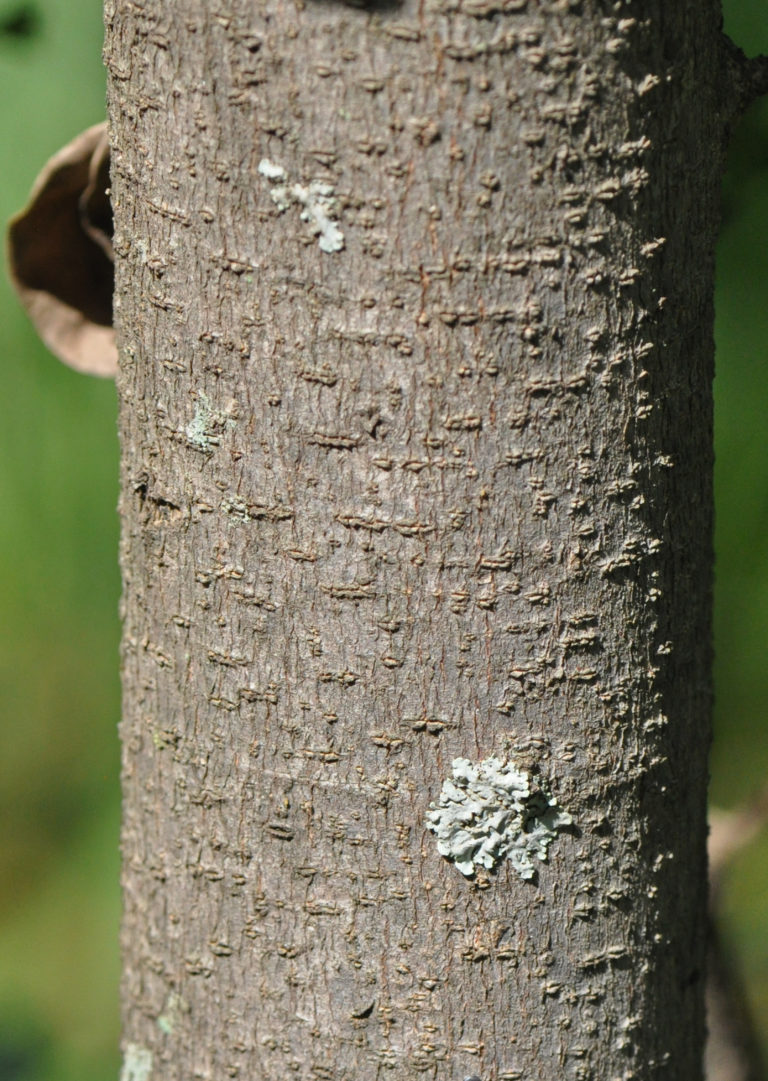 Rothmannia globosa | Tree SA