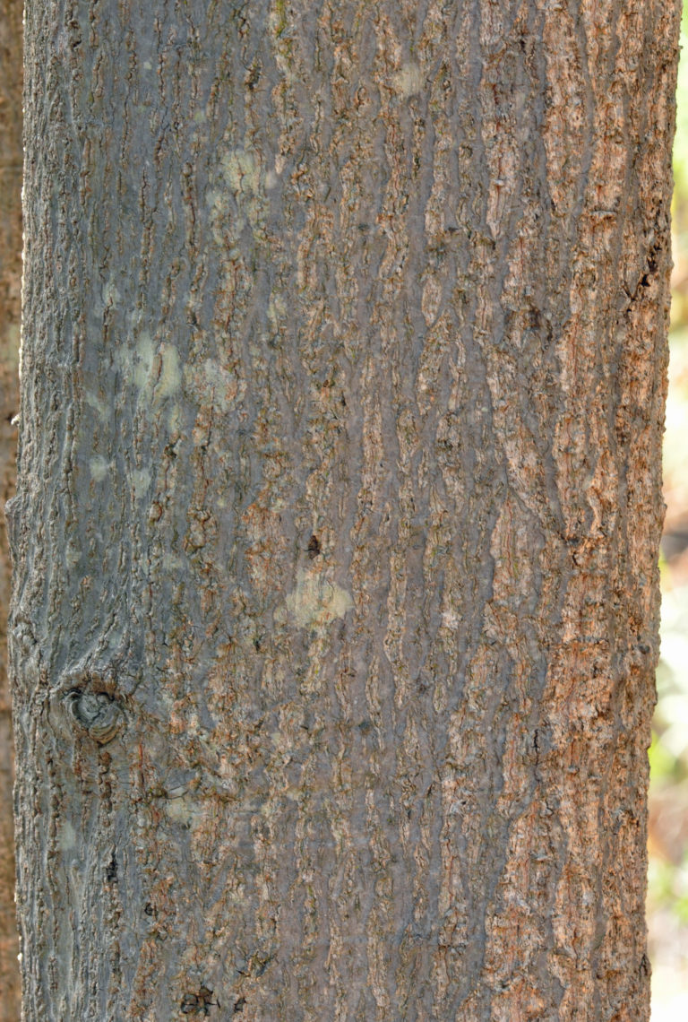 Rapanea melanophloeos | Tree SA