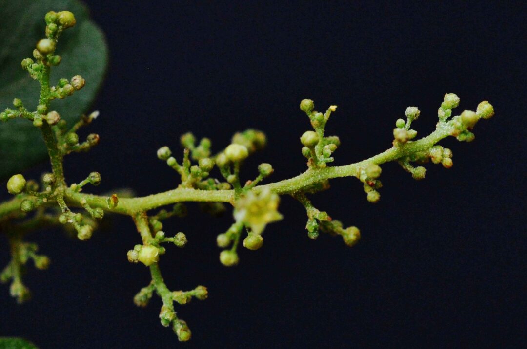 Searsia undulata | Tree SA