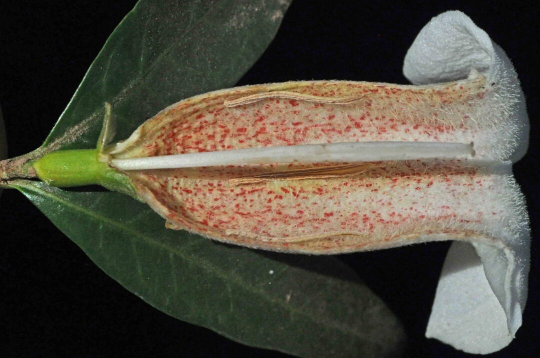 Rothmannia globosa | Tree SA