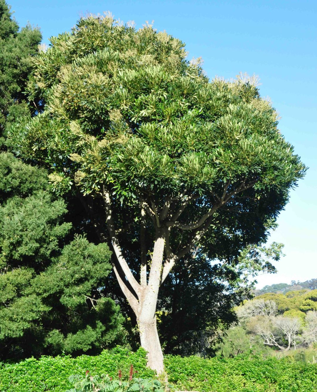 Schefflera umbellifera | Tree SA