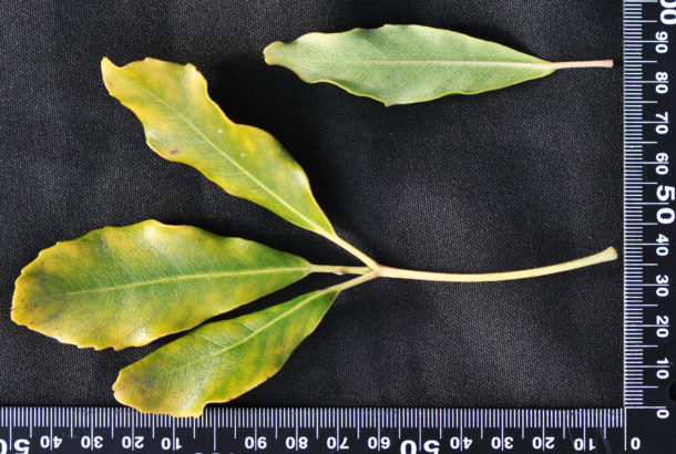 Schefflera umbellifera | Tree SA