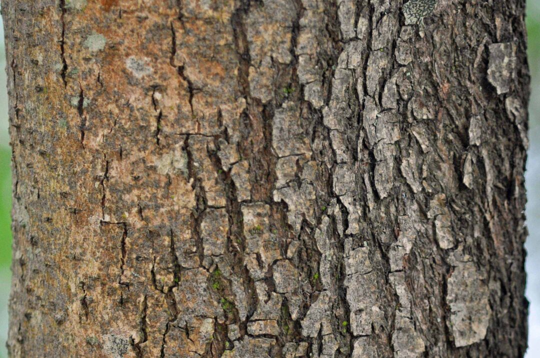 Canthium inerme | Tree SA