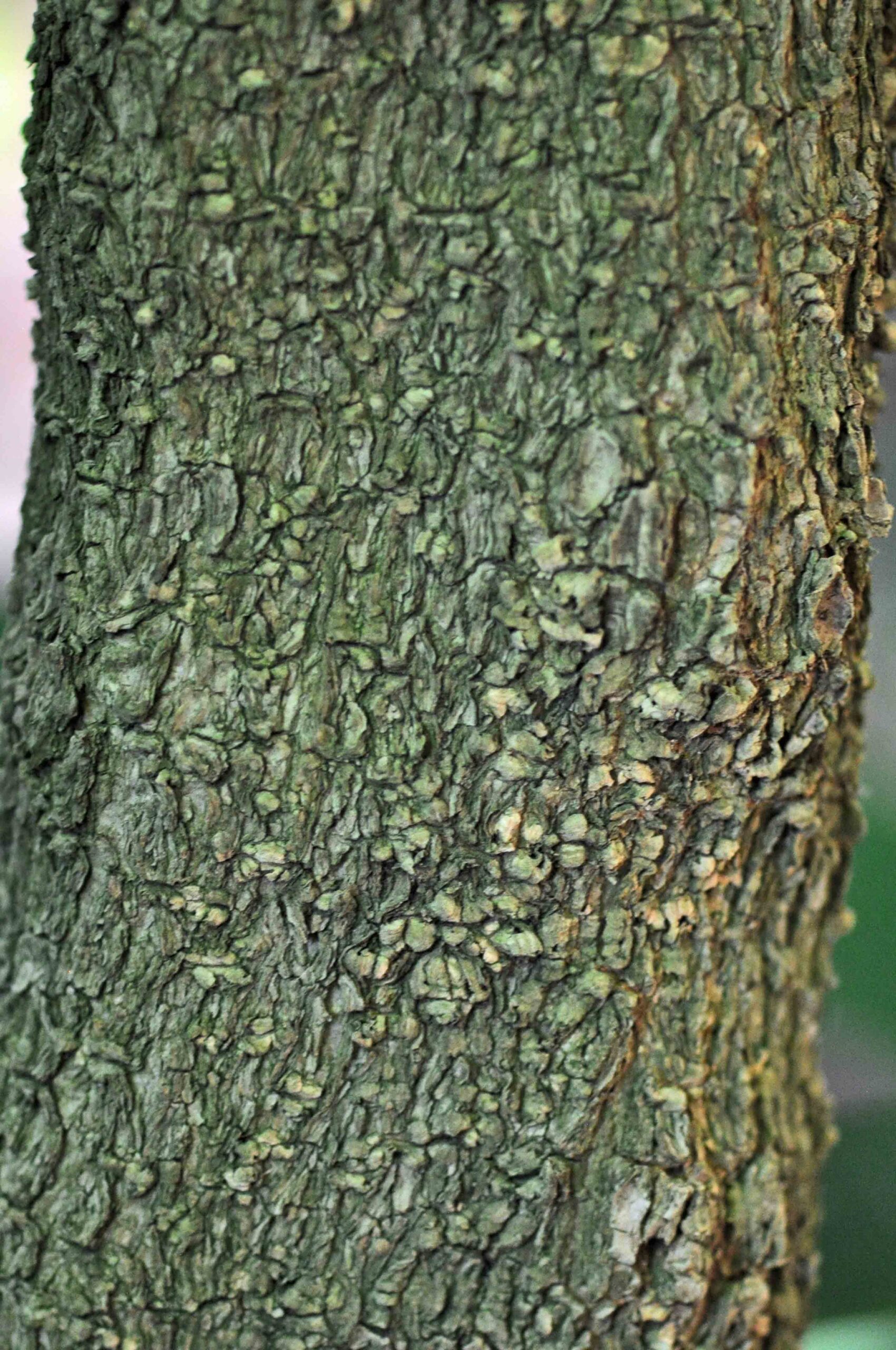 Tabernaemontana elegans | Tree SA
