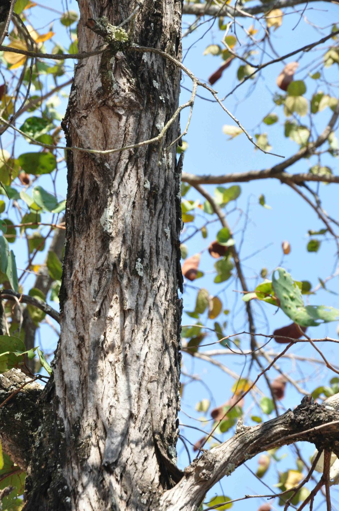 Piliostigma thonningii | Tree SA