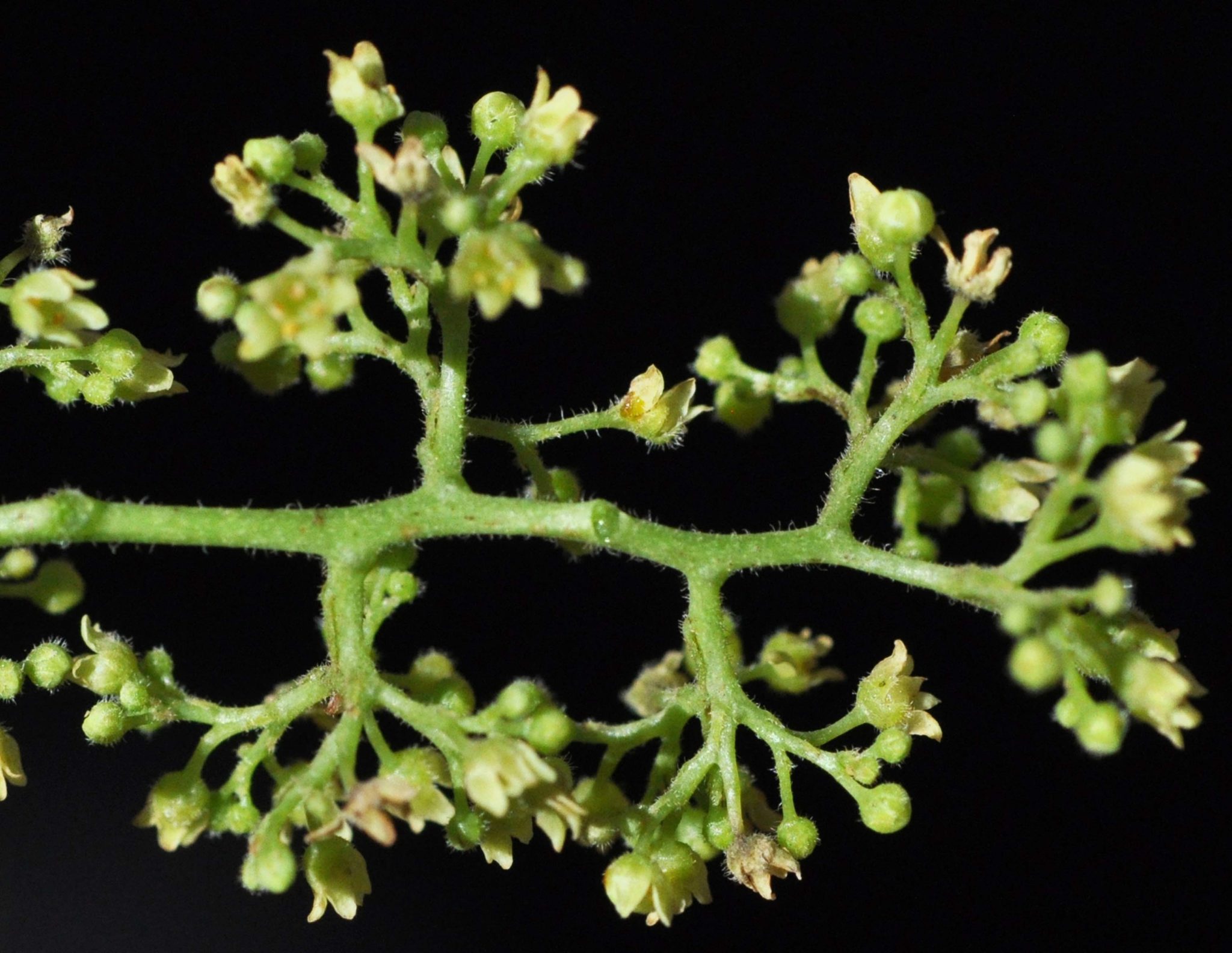 Searsia pendulina | Tree SA