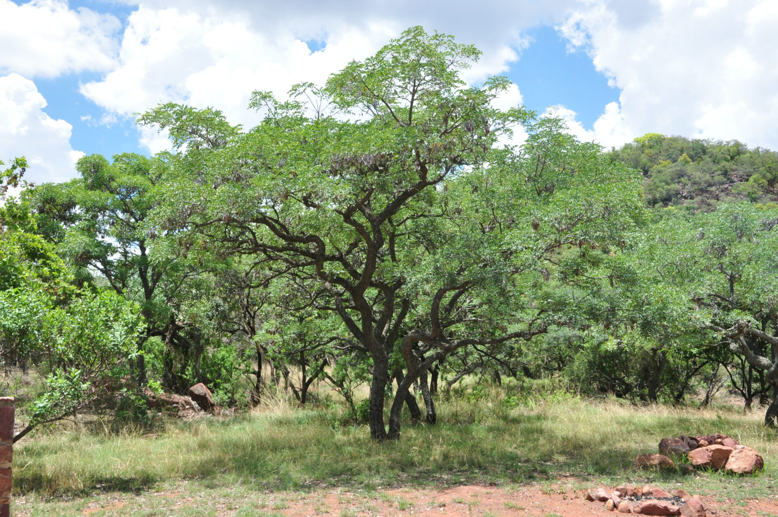 Burkea africana | Tree SA