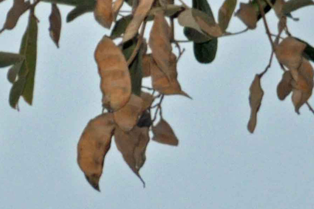 Philenoptera violacea | Tree SA