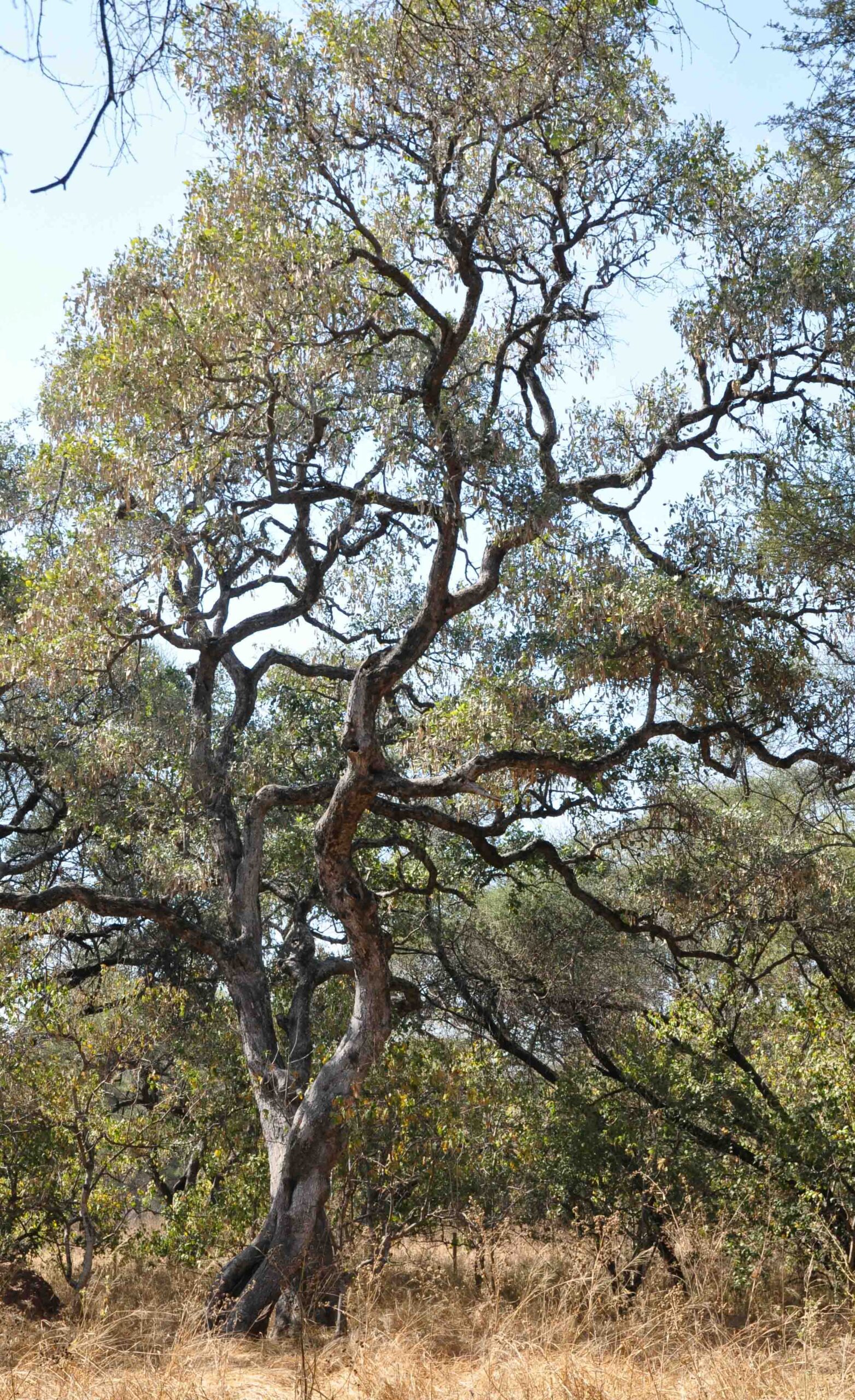 Mapungubwe | Tree SA