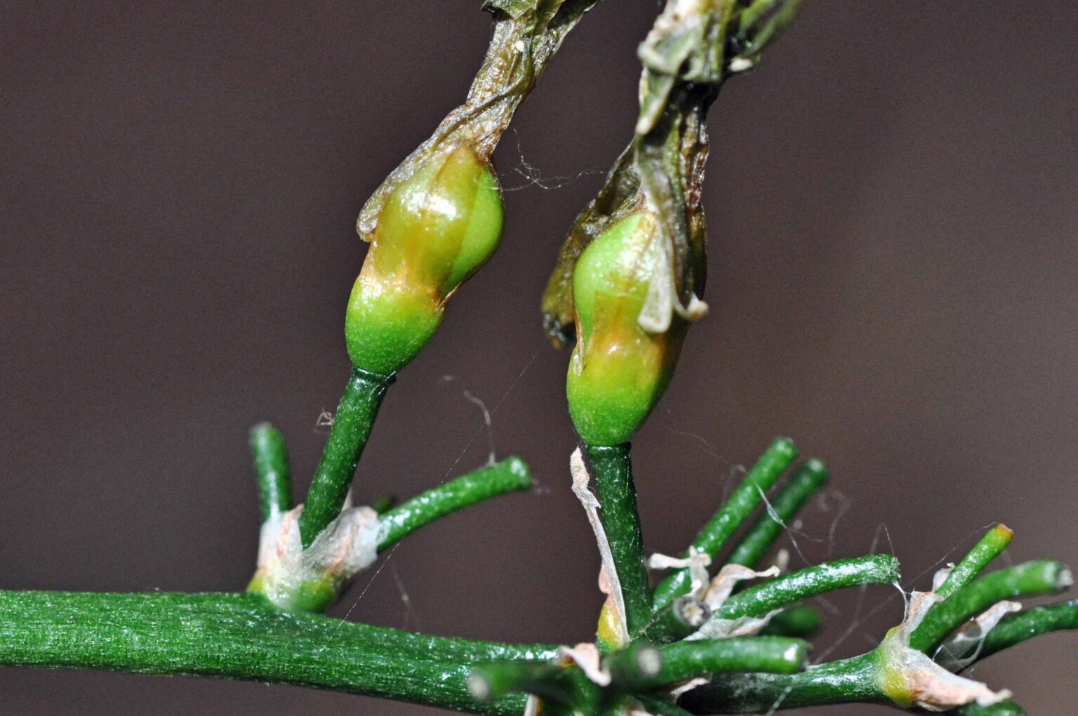 Dracaena fragrans | Tree SA